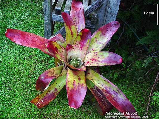 Neoregelia cruenta - Alchetron, The Free Social Encyclopedia